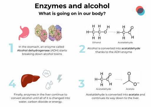 Enzymes & Alcohol | Labtoo