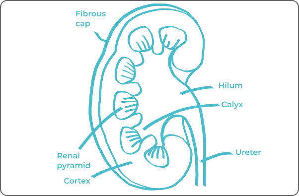 Kidney tumor samples for research | Labtoo