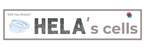 Hela's cells | Labtoo