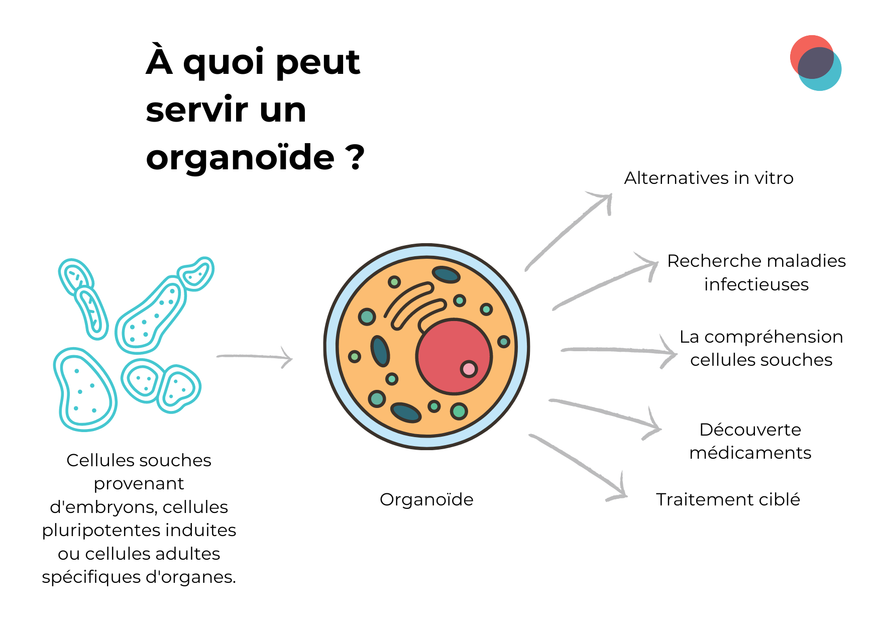 Organoïdes | Labtoo
